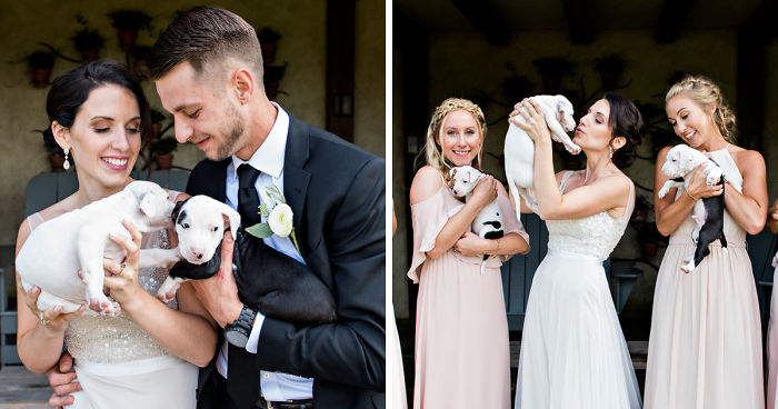 Instead Of Wedding Bouquets This Couple Had A Bunch Of Rescue Puppies ...