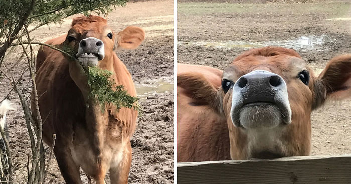 We Rescued A “Bottle Fed Calf” And Now He’s Acting Like A Puppy | Bored ...