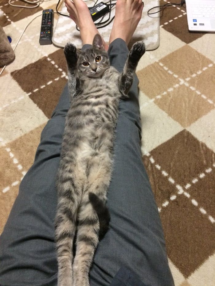 People Are Posting Pics Of Their Cats Stretching And It s Hilarious