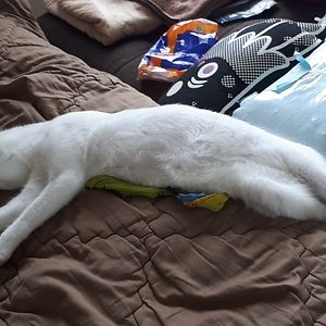 People Are Posting Pics Of Their Cats Stretching, And It’s Hilarious ...