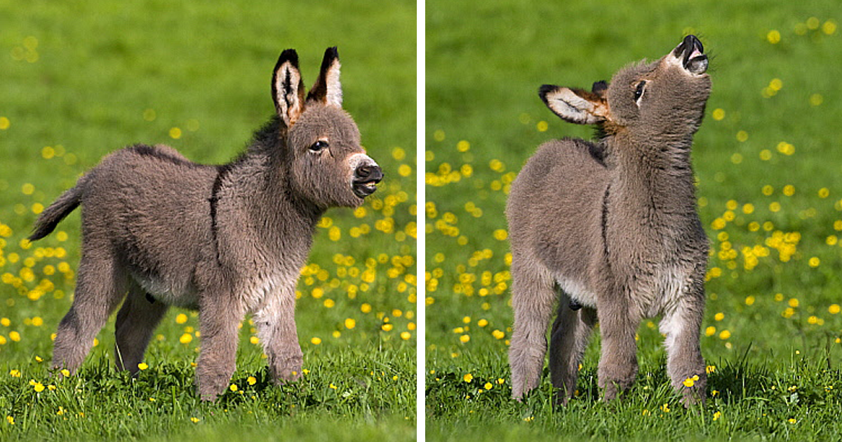 74+ Adorable Baby Donkeys That You’ll Want To Cuddle ASAP | Bored Panda