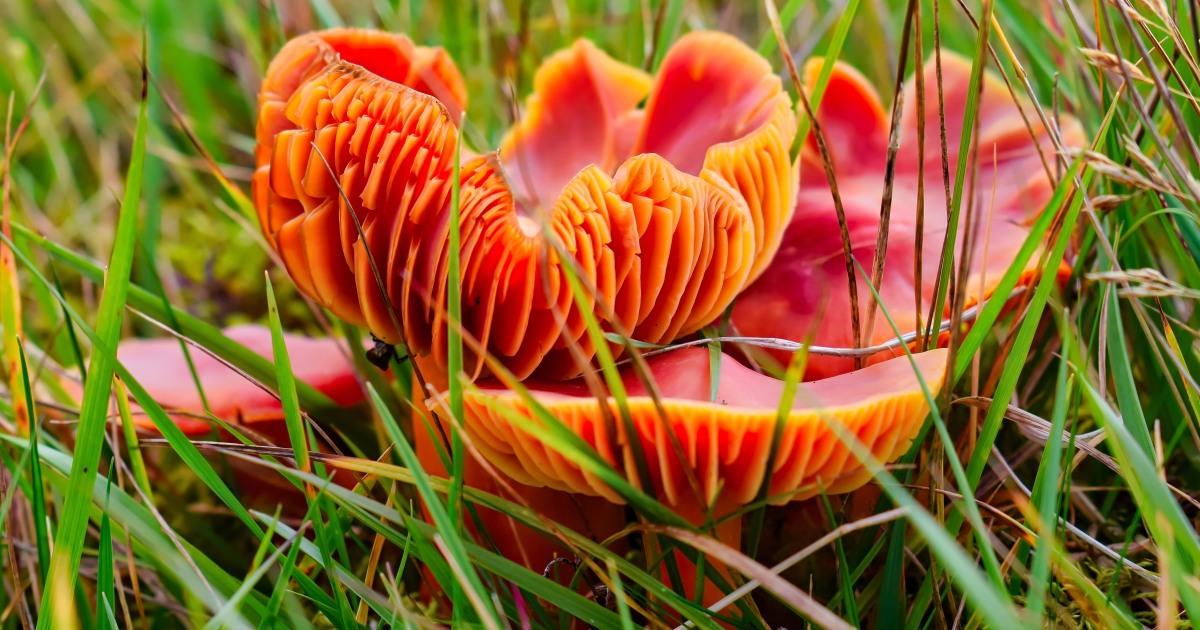 I Take Pictures Of Funky Fungi | Bored Panda