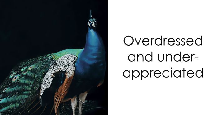 Artist Combines Bird Paintings With Everyday Life Phrases And The ...