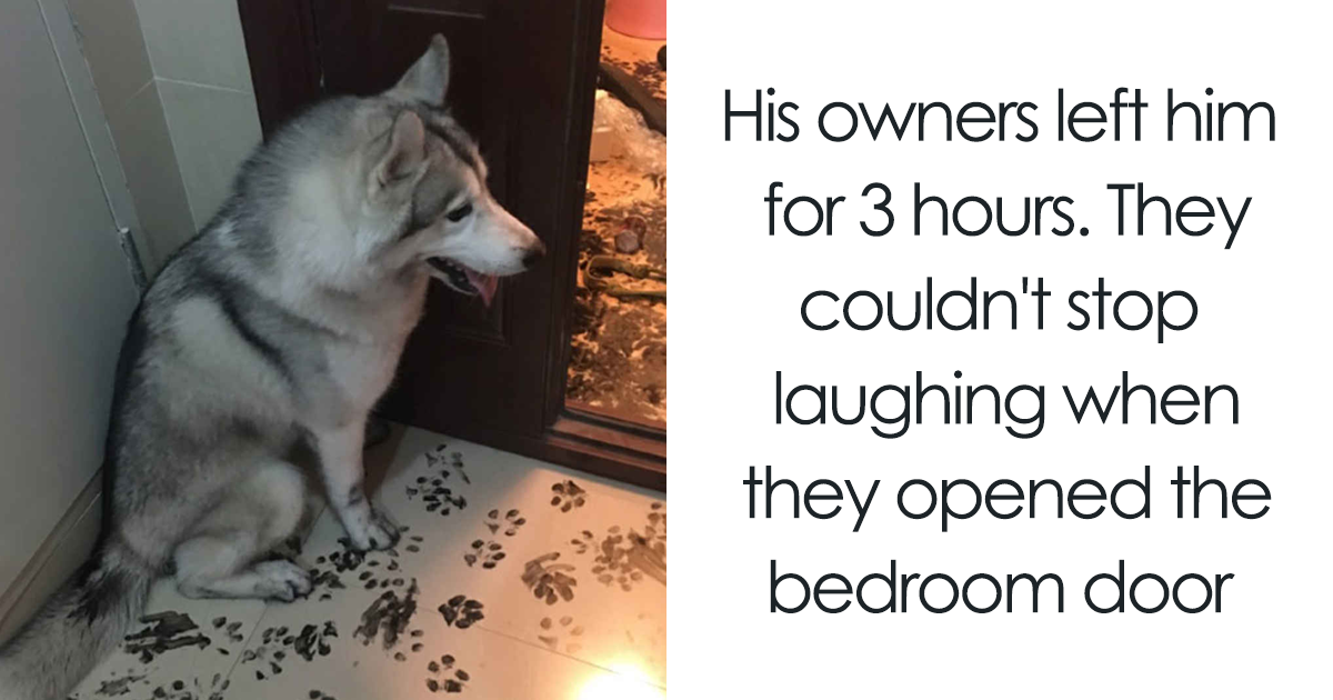 20+ Hilarious Photos That Prove Huskies Are The Weirdest Dogs Ever ...