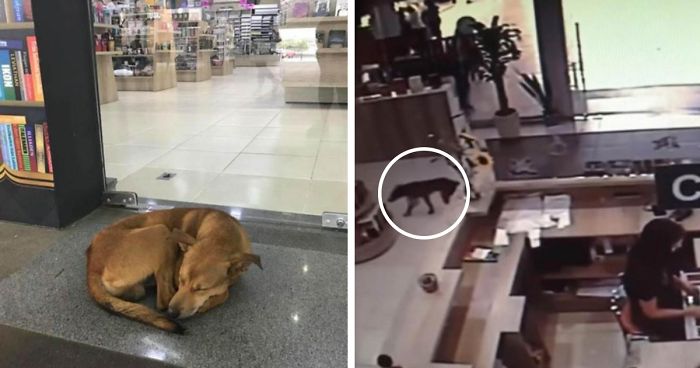 Stray Dog Steals Book From Bookstore, Goes Viral After They Notice ...