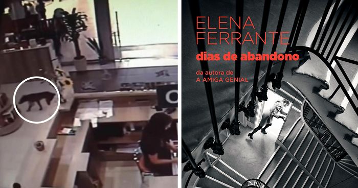 Stray Dog Steals Book From Bookstore, Goes Viral After They Notice ...