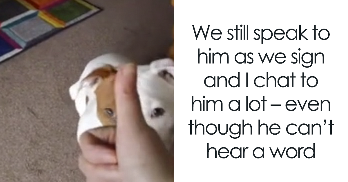 After Being Abandoned 5 Times, This Deaf Pup Finds His Home And Learns ...