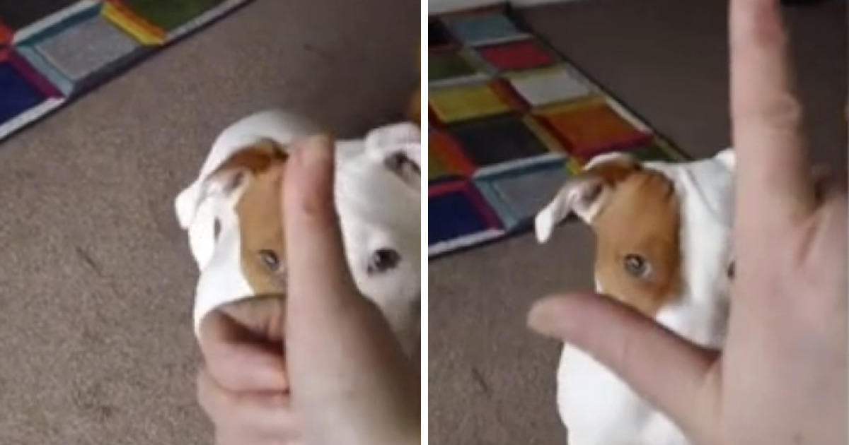 After Being Abandoned 5 Times, This Deaf Pup Finds His Home And Learns ...
