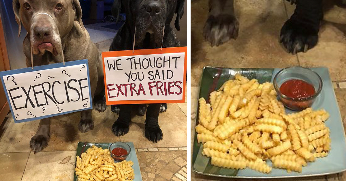 Meet Madeline & Barnabas, The Most Adorable Mastiffs Who Have The Best ...