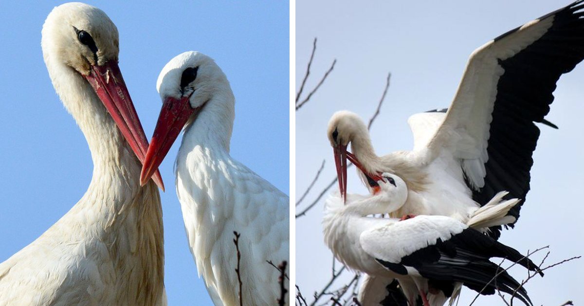 This Stork Has Been Flying 13,000 Km Each Year For 16 Years To See His ...