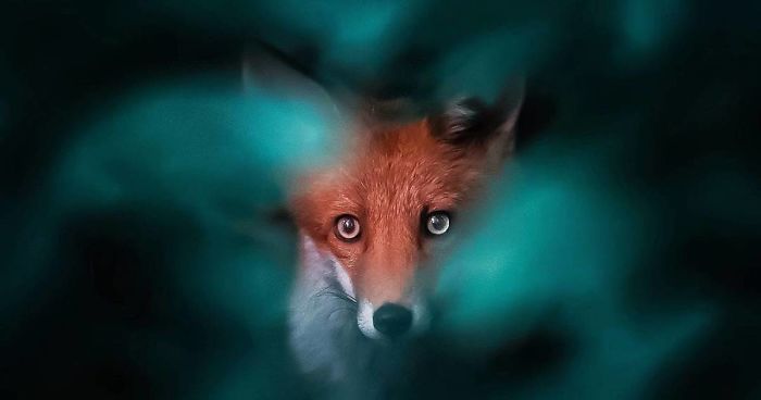 Finnish Photographer Shoots Foxes, And We Can’t Finnish Looking At Them ...