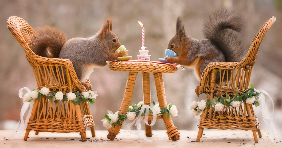 Wild Red Squirrels Get A Royal Wedding | Bored Panda