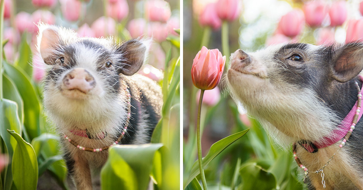 I Photographed A Pig In Pink Tulips | Bored Panda