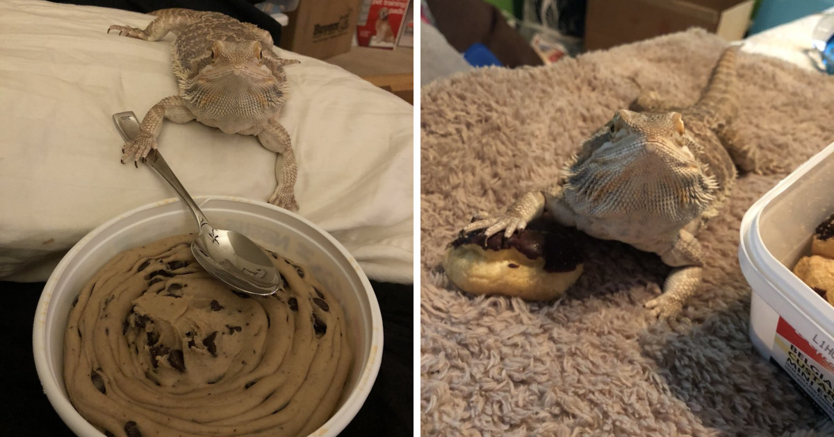 People Are Sharing Their Lizards Which Are Their Best Friends | Bored Panda