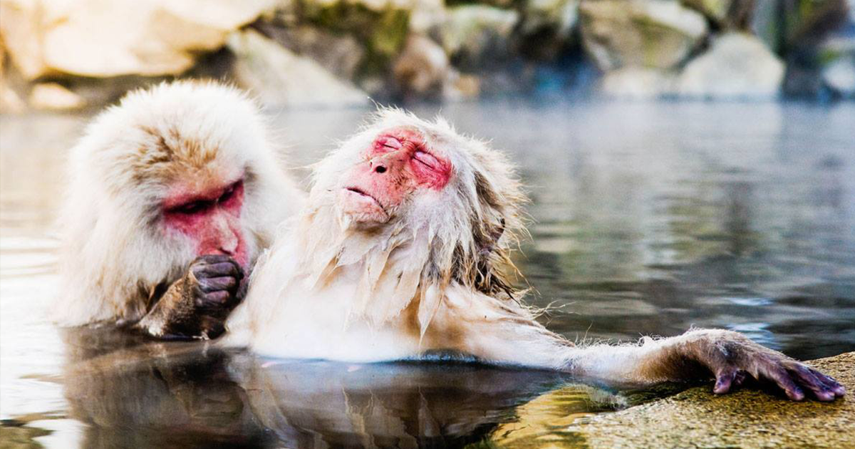 15+ Of The Best Entries For The Comedy Wildlife Photo Awards 2018 ...