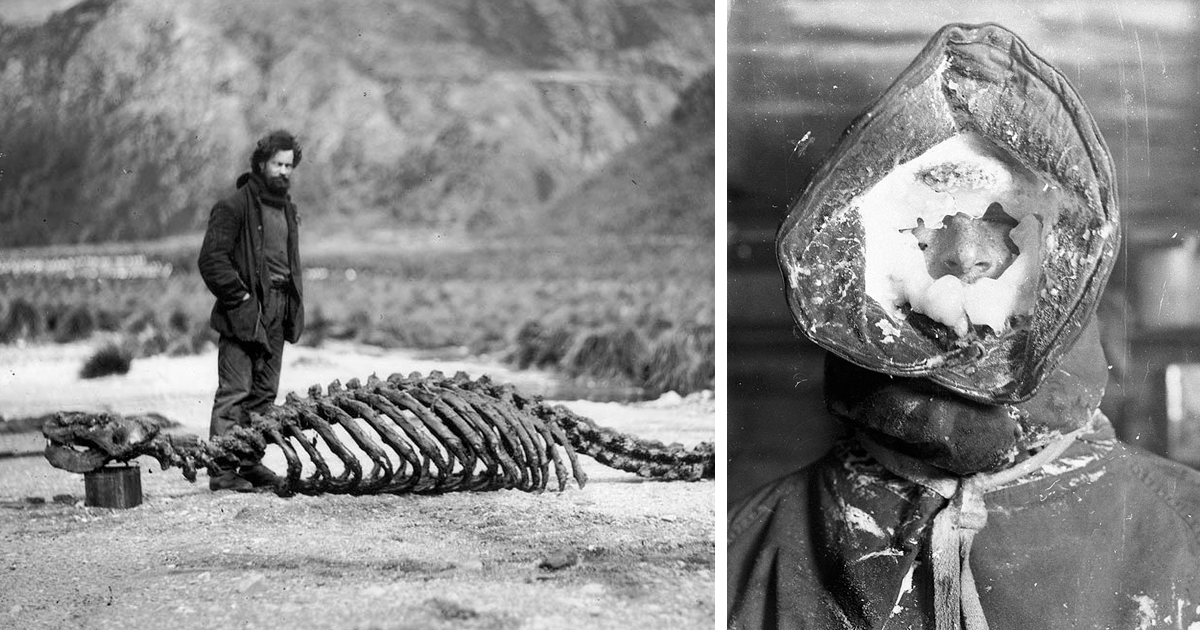 Rare Photos Of First Australasian Antarctic Expedition Taken 100 Years ...