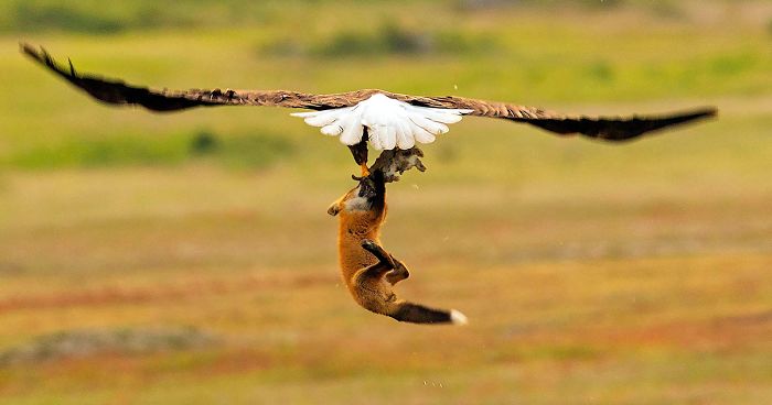 Photographer Shoots Epic Battle Between Fox And Eagle Over Rabbit, And ...