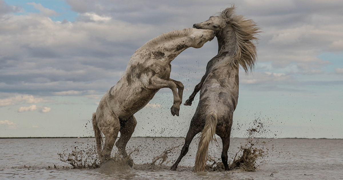The Winners Of The Nature Conservancy Photo Contest 2018 Has Just Been ...