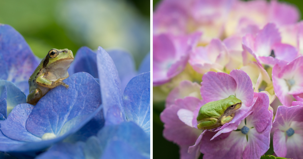 I Travel Around Japan To Photograph Tree Frogs On Hydrangeas | Bored Panda