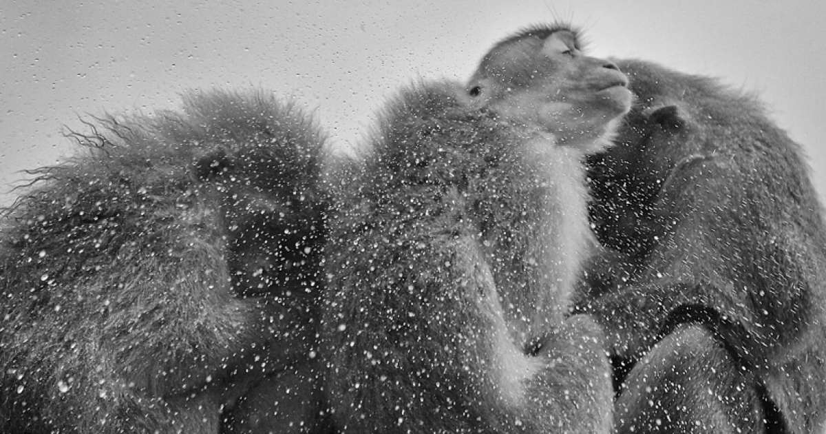 Nature Photographer Captures Wild Animals In Strikingly Dramatic Photos ...