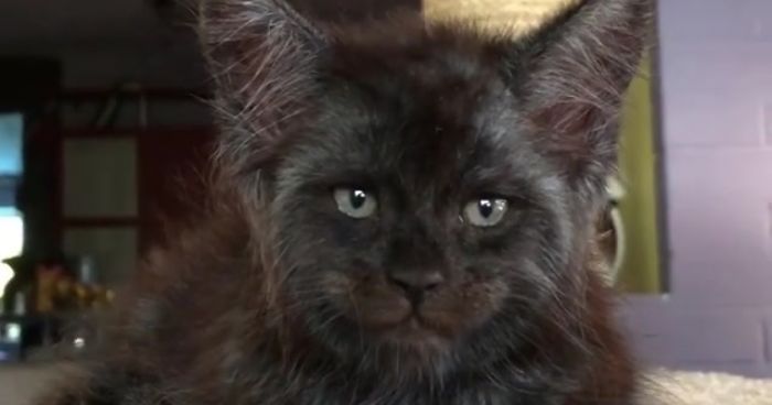 This Cat With A Human-Like Face Is Going Viral, And We Can’t Unsee It ...