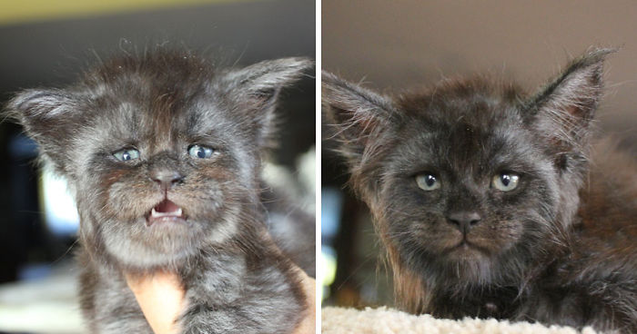 This Cat With A Human-Like Face Is Going Viral, And We Can’t Unsee It ...