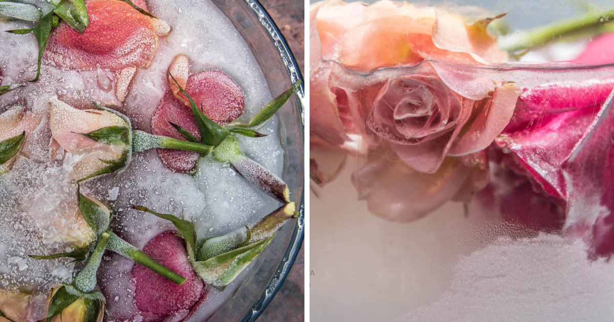 Frozen Beauty: I Imortalized Flowers In Ice | Bored Panda