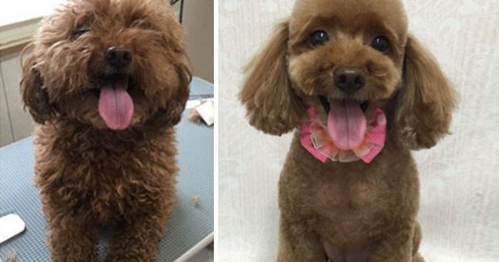 23 Incredible Before & After Dog Transformation Pics By Japanese Pet ...