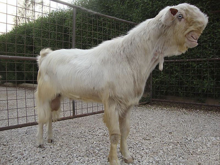 Weird-Ugly -Shami-Damascus-Goat-Monster-Animals | Bored Panda