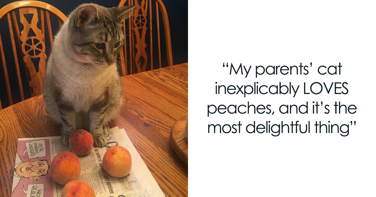 This Adorable Cat Loves Peaches And People On The Internet Are Losing ...