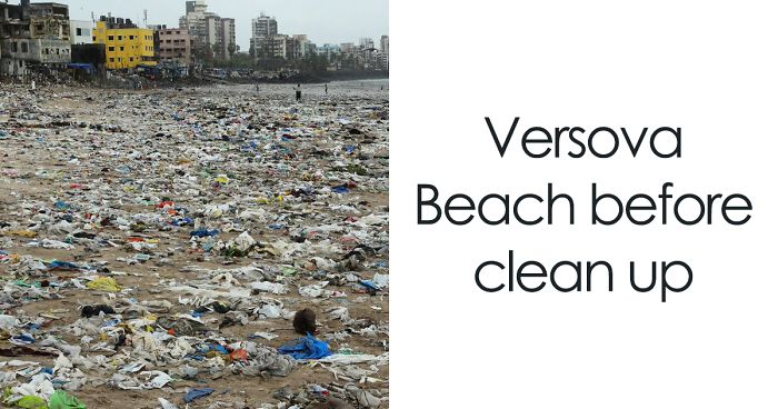 Turtles Come Back To Indian Beach For The First Time In 20 Years After ...