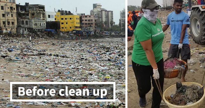 Turtles Come Back To Indian Beach For The First Time In 20 Years After ...