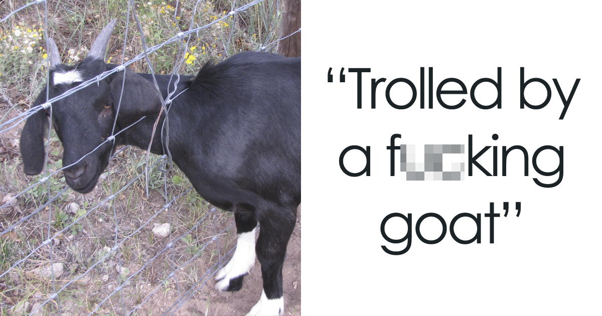 People Are Sharing Funny Goat Stories That Prove They’re Actually ...