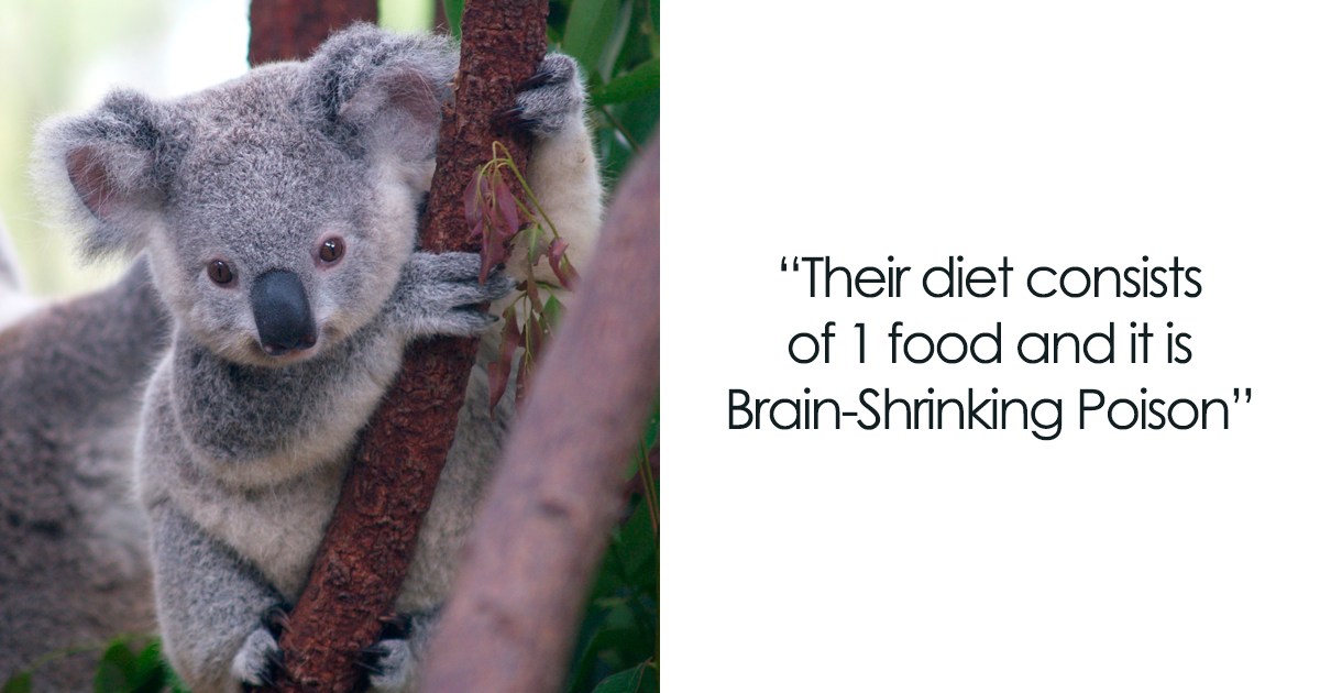 Tumblr Users Share Facts About Koalas And They Will Make You Wonder How ...