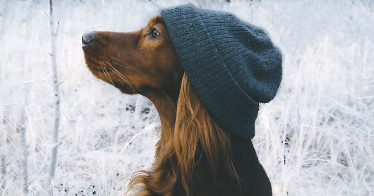 This Human And Dog Love Hiking Together In The Norwegian Wilderness ...