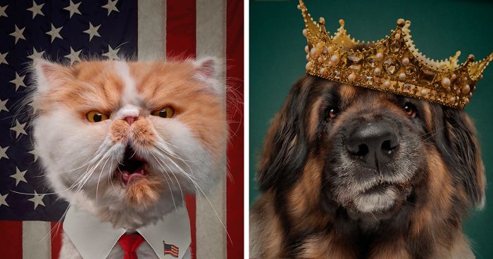 I Create Badass Human Like Characters From Dog Photos | Bored Panda