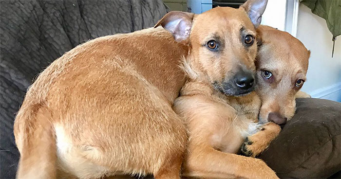 Dog Meets Her “Twin” On The Way To The Market, Convinces Its Owners To ...