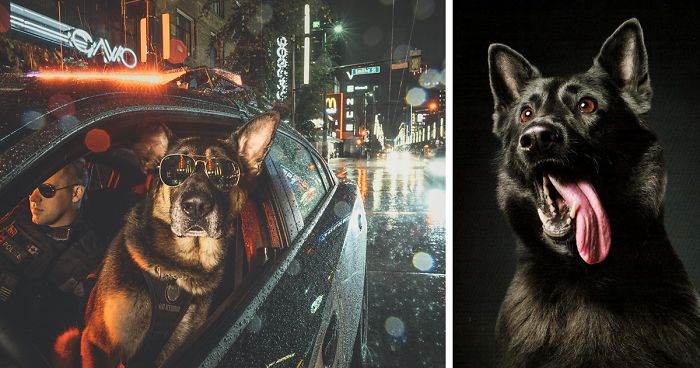 Badass Police Dogs Pose For 2019 Charity Calendar | Bored Panda