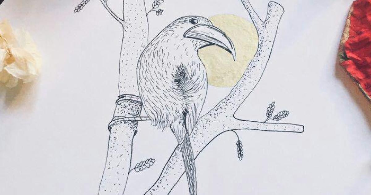 Lovely Colombian Bird Illustrations | Bored Panda