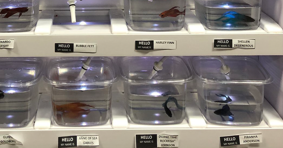 Clever Fish Names Puns Infoupdate
