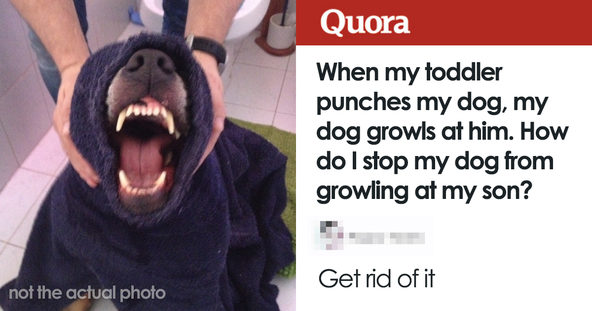 Woman Asks How To Get Her Dog To Stop Growling When Her Child Hits Him ...