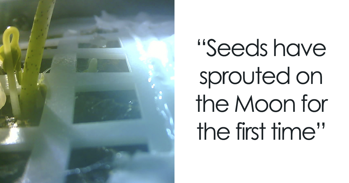 China Grows Moon’s First Plant, Makes History | Bored Panda