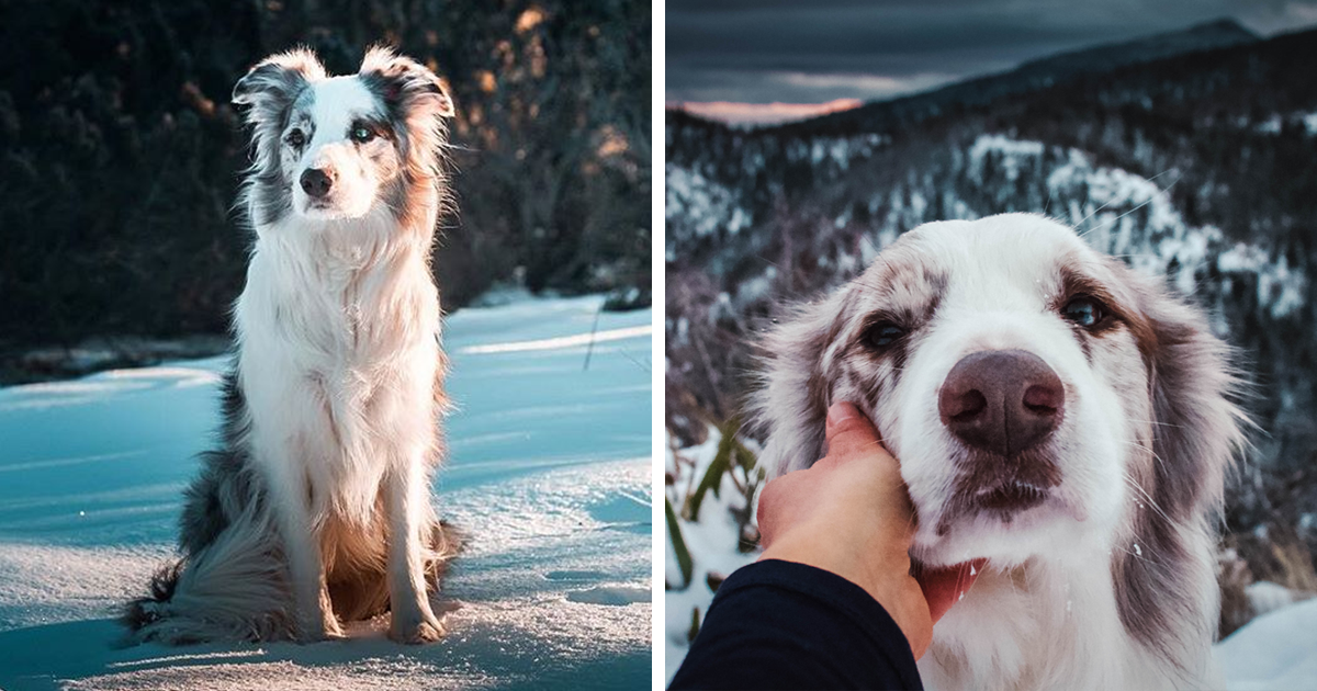 I Capture The Wildness Of My Dogs In A Winter Wonderland | Bored Panda