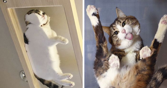 49 Funny Pictures Of Cats On Glass | Bored Panda