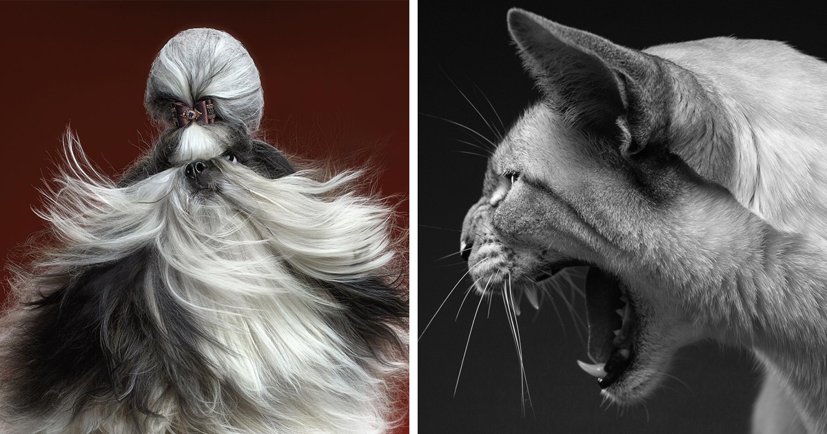 We Explore The Uniqueness Of Different Cat And Dog Breeds And Their ...