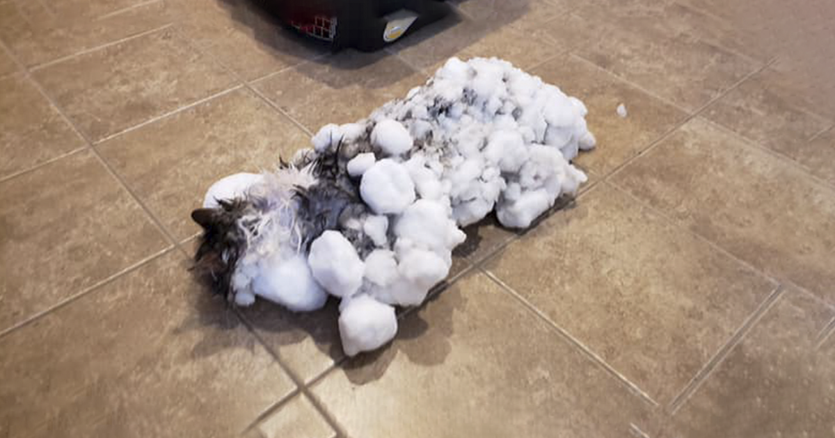 Cat Frozen In Snow Makes Miraculous Recovery After Veterinarians Spend ...