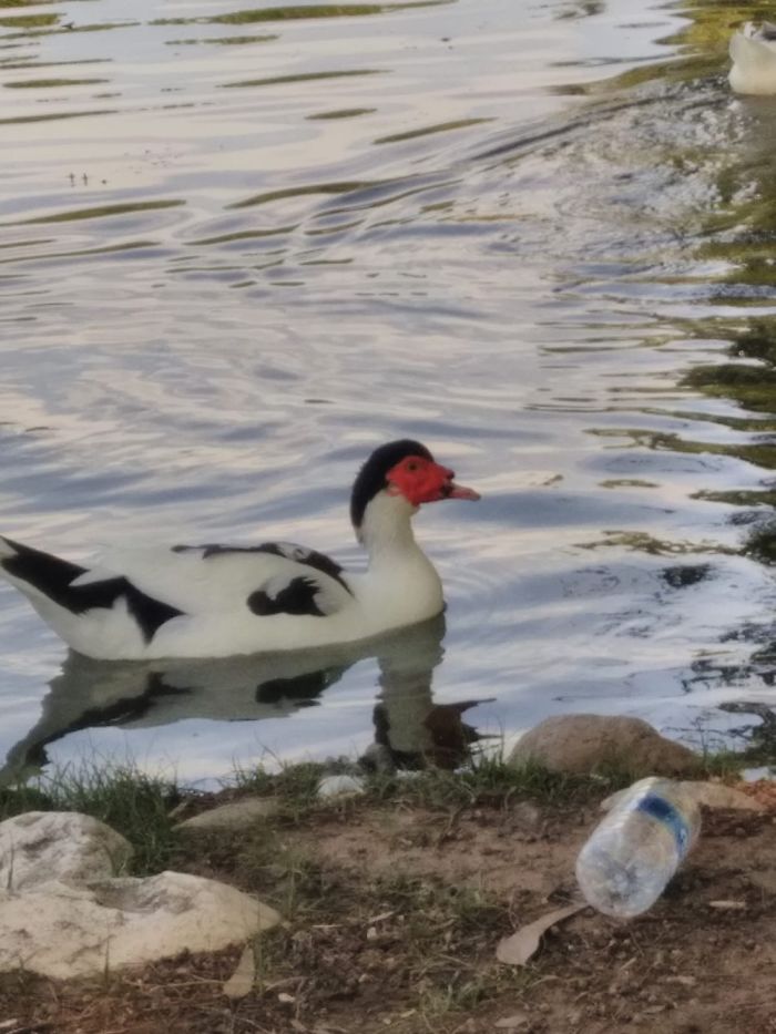 What Is Thos | Bored Panda