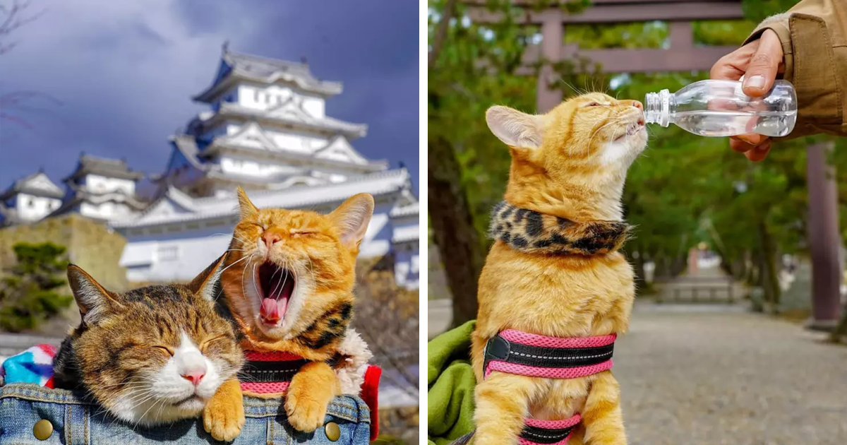 Owner Takes His 2 Cats On His Travels Around Japan And Their Instagram ...