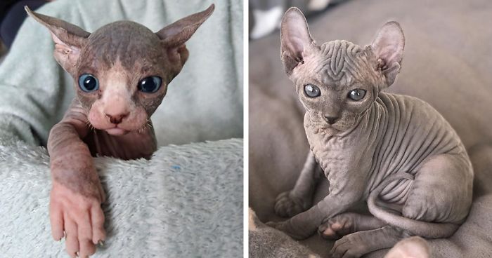 30 Adorable Sphynx Photos To Change Every Sphynx-Haters’ Mind | Bored Panda