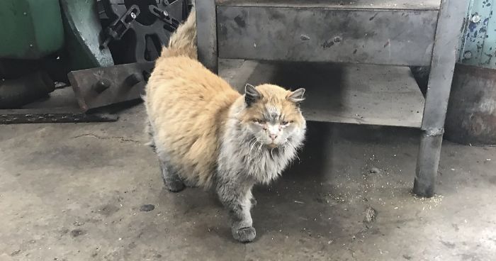 Bored Panda - The Only Magazine For Pandas